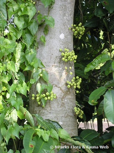 NParks | Ficus variegata