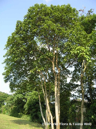 NParks | Ficus variegata