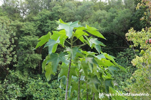 NParks | Firmiana malayana