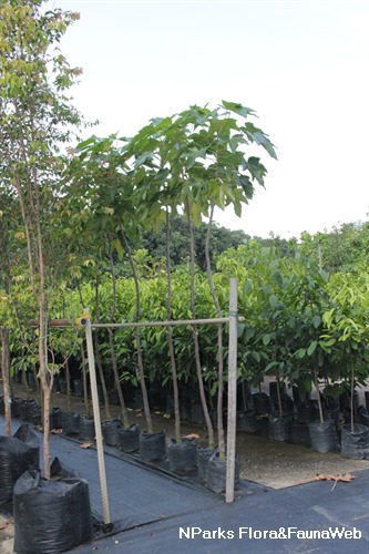 NParks | Firmiana malayana