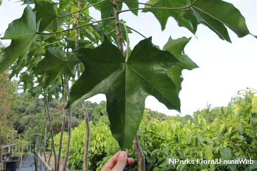 NParks | Firmiana malayana