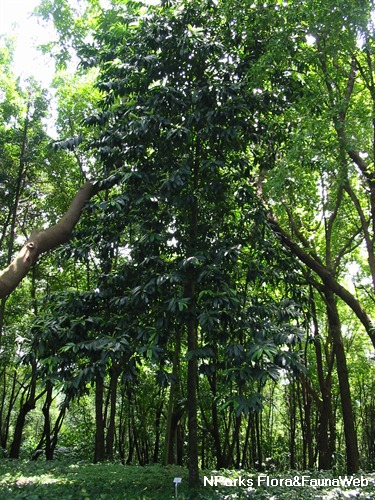 NParks | Garcinia atroviridis