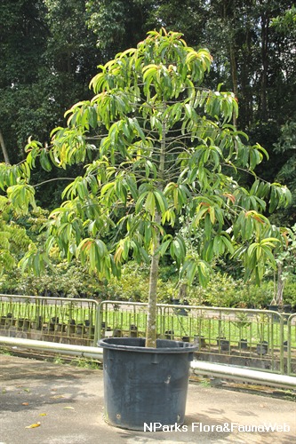 NParks | Garcinia atroviridis