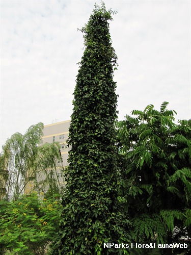 NParks | Garcinia cymosa f pendula