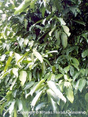 NParks | Garcinia dulcis