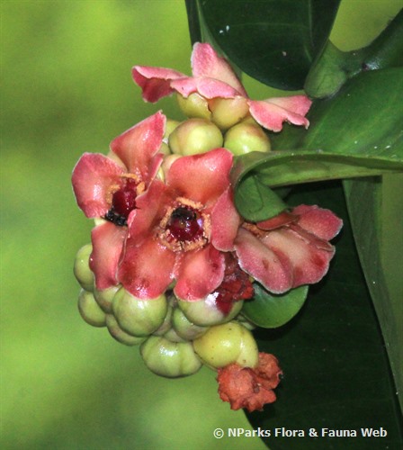 NParks | Garcinia mangostana var mangostana