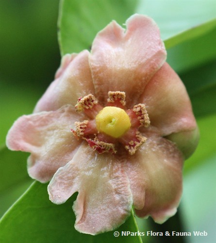 NParks | Garcinia mangostana var mangostana