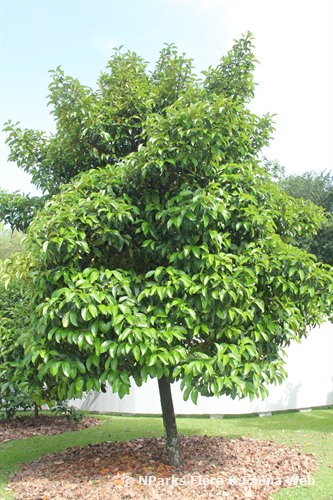 NParks | Garcinia mangostana var mangostana