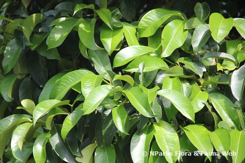 NParks | Garcinia mangostana var mangostana