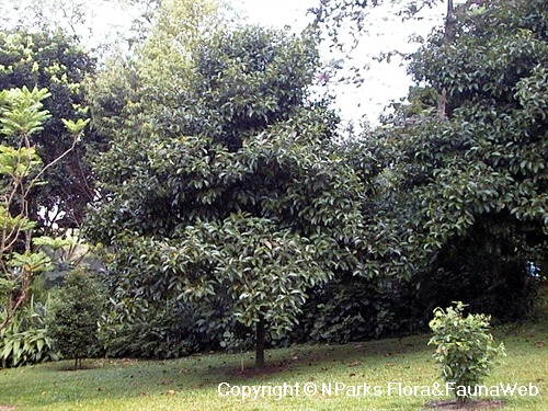 NParks | Garcinia mangostana var mangostana