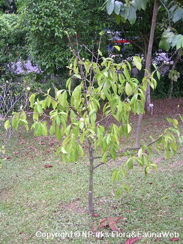 NParks | Garcinia nitida