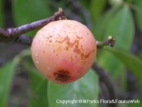 NParks | Garcinia nitida