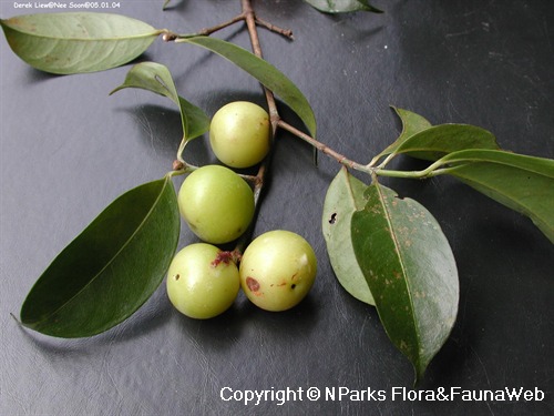 NParks | Garcinia parvifolia