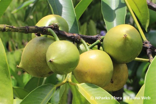NParks | Garcinia subelliptica