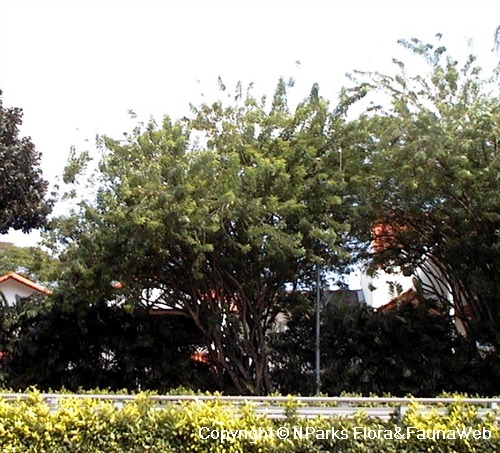 NParks | Gliricidia sepium