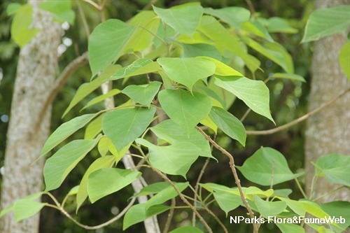 NParks | Gmelina arborea