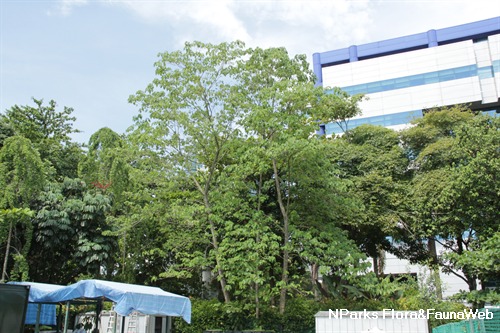 NParks | Gmelina arborea