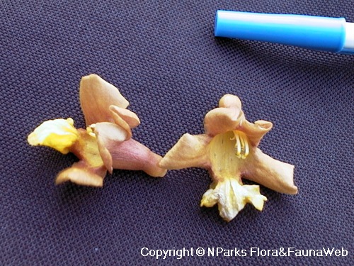 NParks | Gmelina arborea