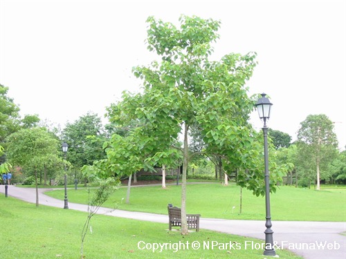 NParks | Gmelina arborea