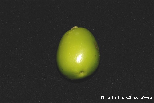 NParks | Gmelina arborea