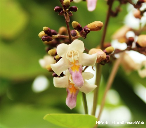 NParks | Lansium domesticum