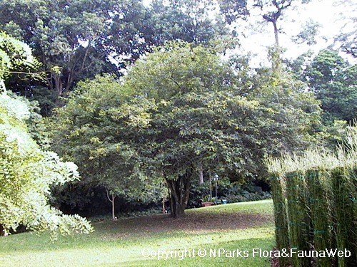 NParks | Gmelina elliptica