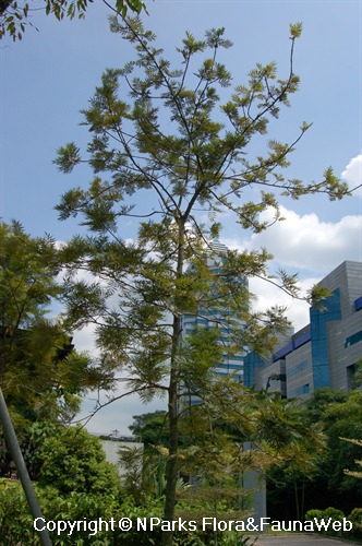 NParks | Grevillea robusta