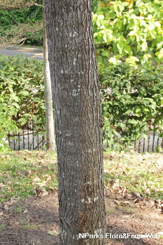 NParks | Grevillea robusta