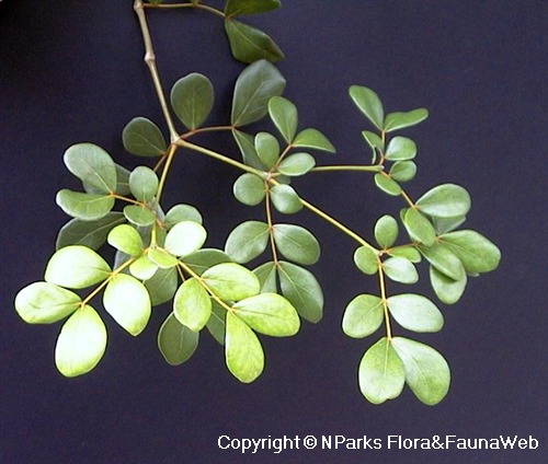 NParks | Guaiacum officinale