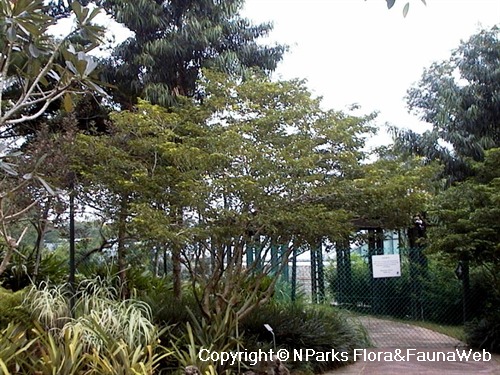 NParks | Guaiacum officinale