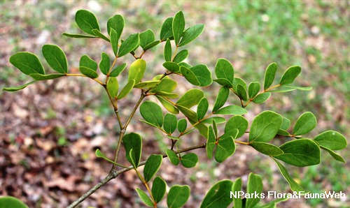 NParks | Guaiacum officinale