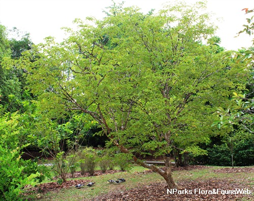 NParks | Guaiacum officinale