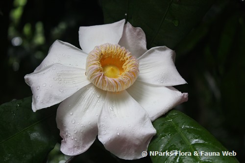 NParks | Gustavia superba