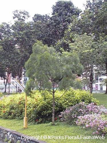 NParks | Gymnostoma nobile