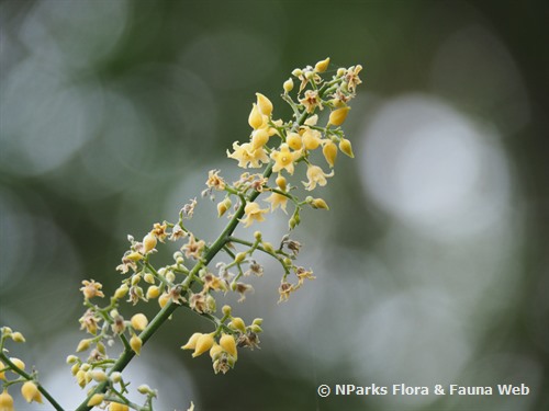 NParks | Hevea brasiliensis