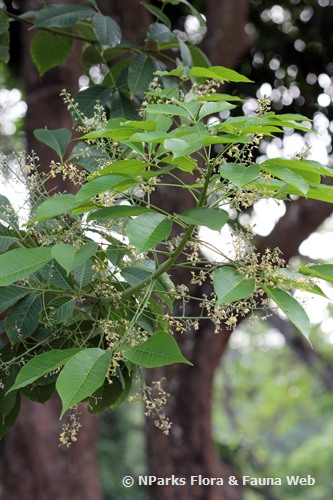 NParks | Hevea brasiliensis