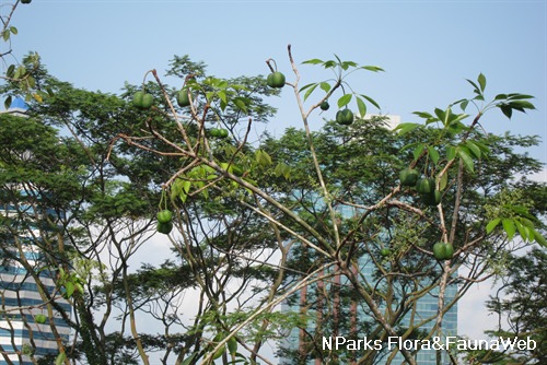 NParks | Hevea brasiliensis
