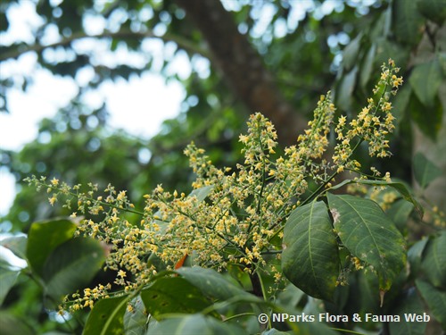NParks | Hevea brasiliensis