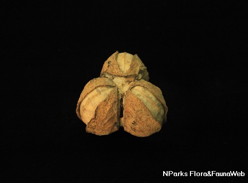 NParks | Hevea brasiliensis