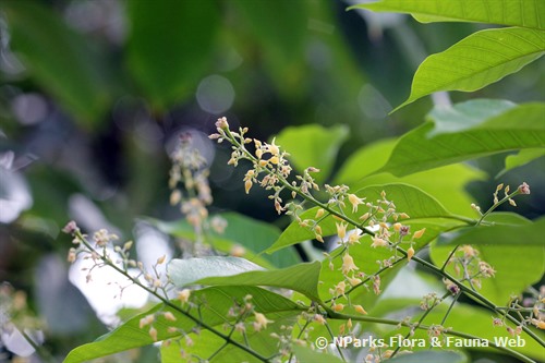 NParks | Hevea brasiliensis