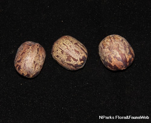 NParks | Hevea brasiliensis