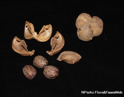 NParks | Hevea brasiliensis