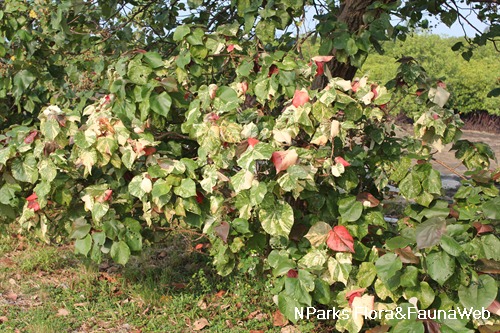 NParks | Hibiscus tiliaceus 'Tricolor'