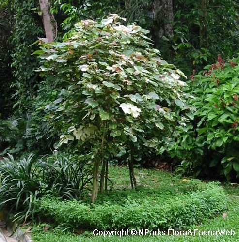NParks | Hibiscus tiliaceus 'Tricolor'