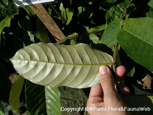 NParks | Hopea helferi