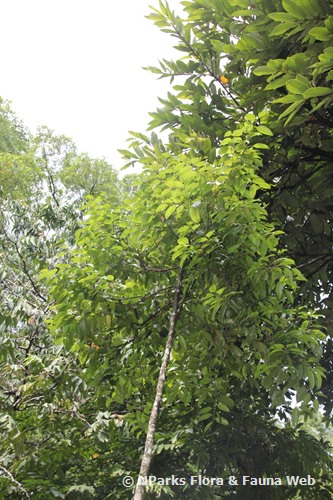 NParks | Hopea mengarawan