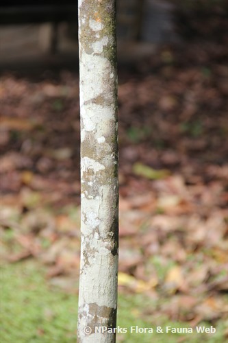 NParks | Hopea mengarawan