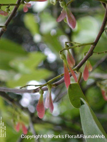 NParks | Hopea mengarawan