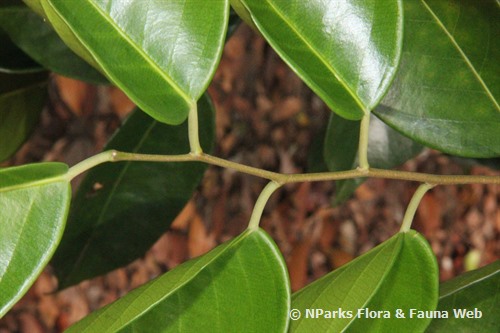 NParks | Hopea nutans