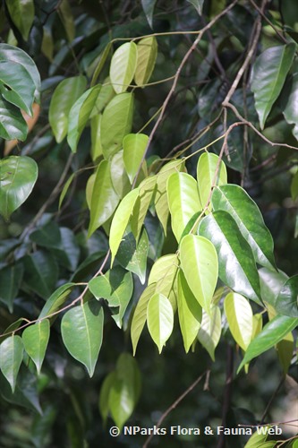 NParks | Hopea nutans